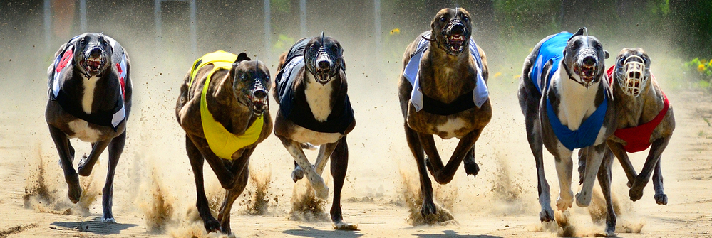 Greyhound Racing Betting Guide - online-betting.org Greyhound Racing Betting Guide - online-betting.org